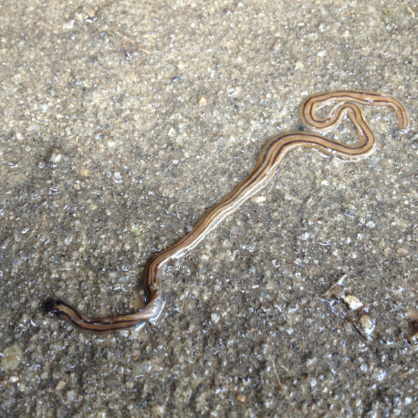 Hammerhead Slug | Project Noah