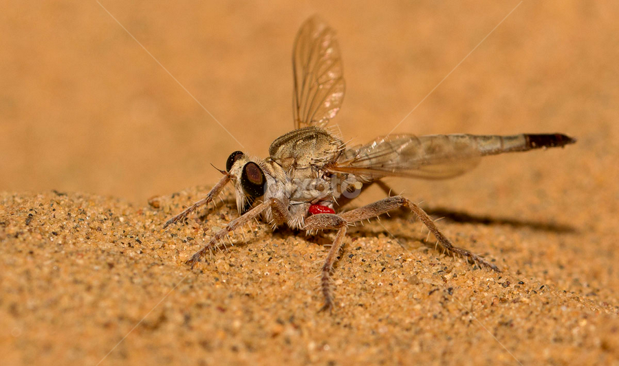 Flying Desert Insects