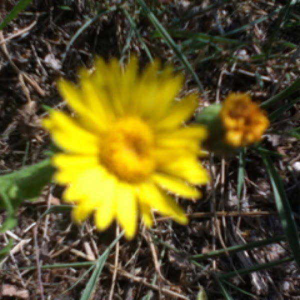 Wild Yellow Daisies | Project Noah