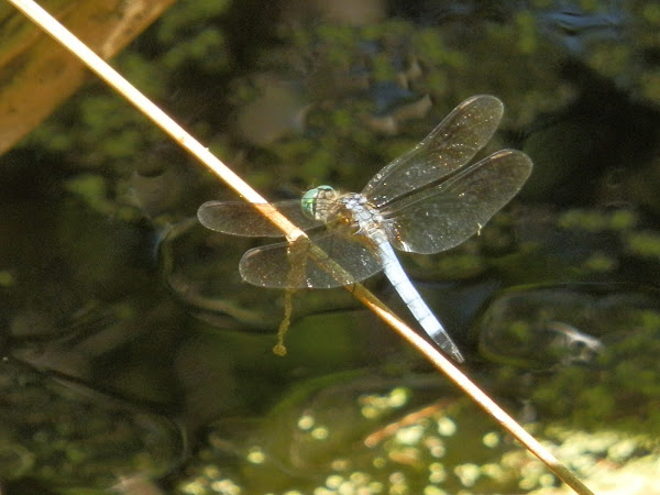 Great Blue Skimmer | Project Noah