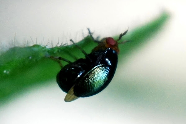 Beetle Fly or Beetle-backed Fly | Project Noah