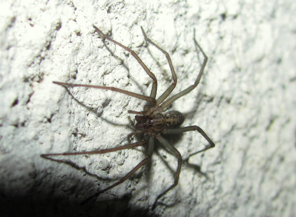 Giant house spider | Project Noah