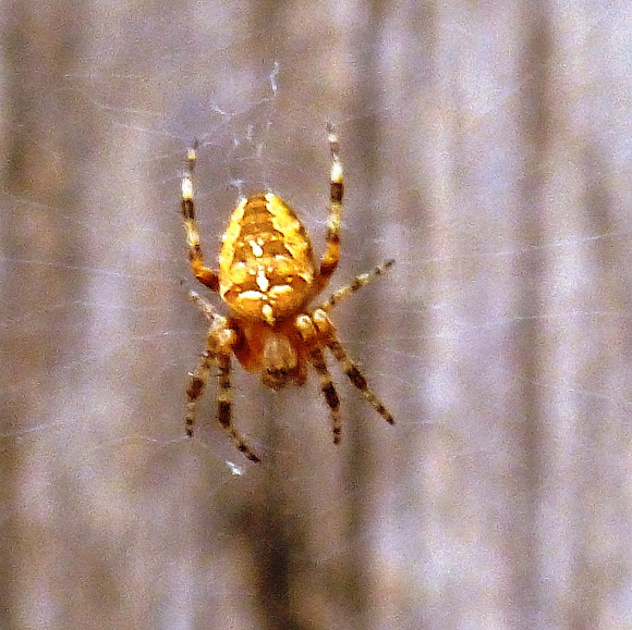 Cross Orb Weaver | Project Noah