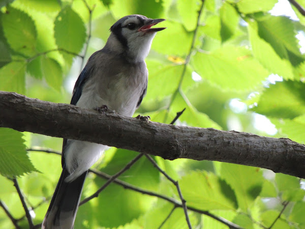 Blue Jay | Project Noah