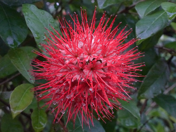 Red Powder Puff | Project Noah