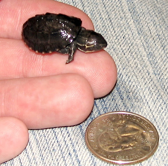 Common Musk Turtle (hatchling) | Project Noah
