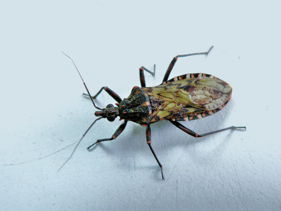 Triatomine bug | Project Noah