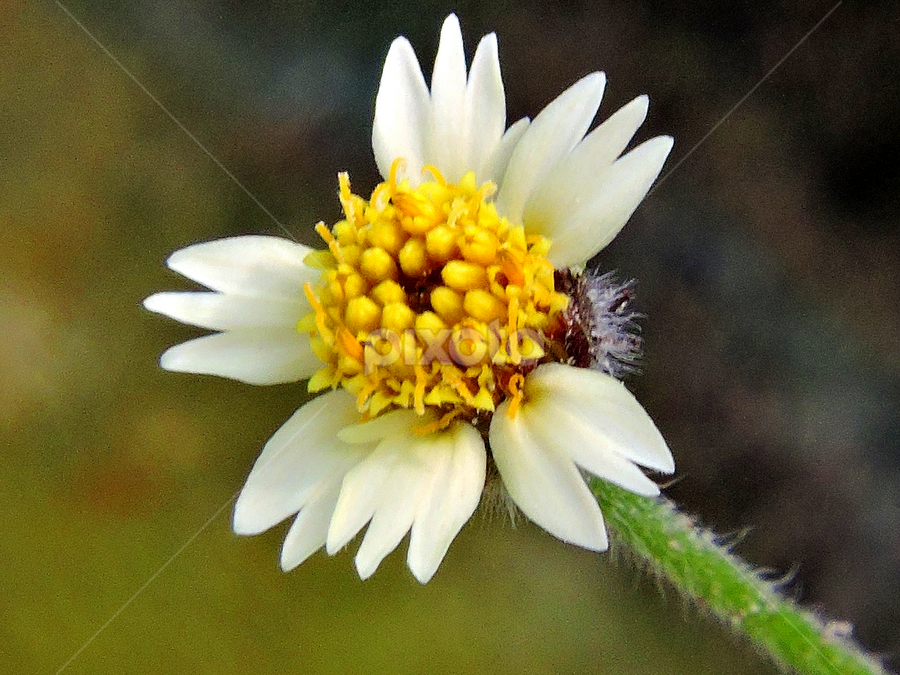 Tridax Procumbens Fruit Tridax Procumbens | Flowers In The Wild