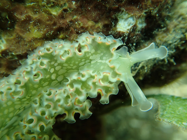 Lettuce Sea Slug | Project Noah