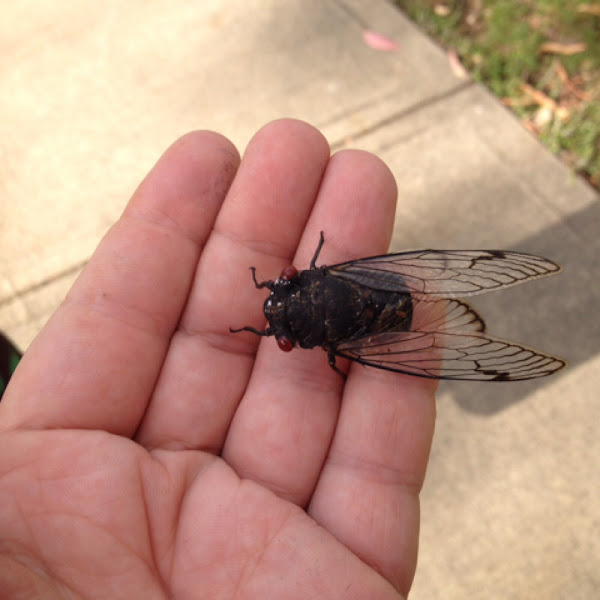 Cicada (similar to Black Prince but with red eyes) also called red-eye ...