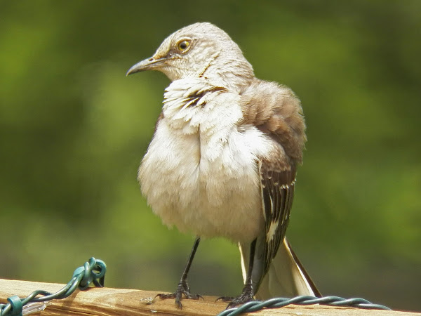 Northern Mockingbird | Project Noah