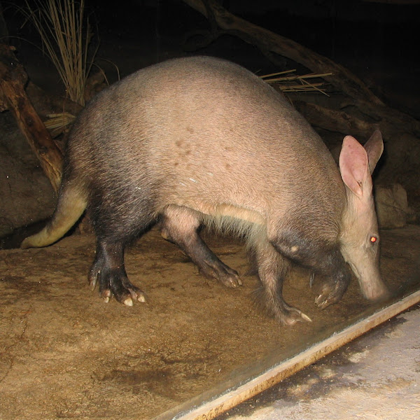 Aardvark | Project Noah