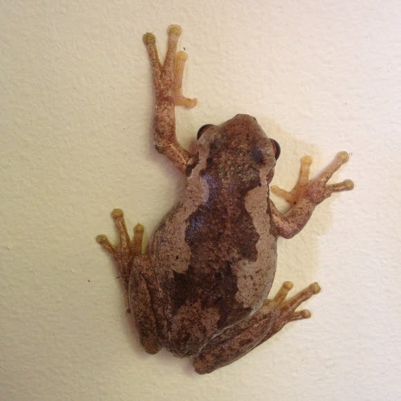 Perons Tree Frog | Project Noah