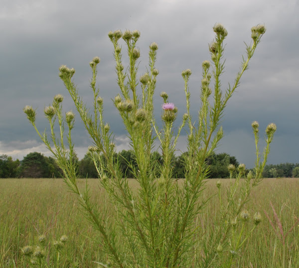 Prairie Thistle | Project Noah