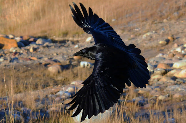 Northern Raven | Project Noah