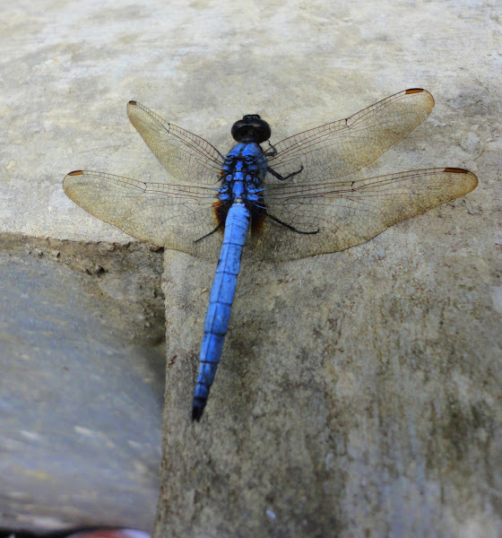 Blue Marsh Hawk | Project Noah