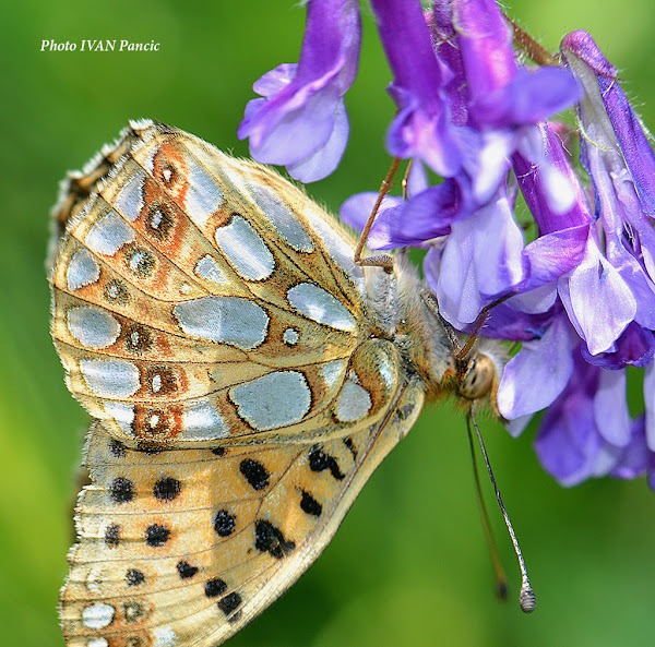 Queen of Spain Fritillary | Project Noah