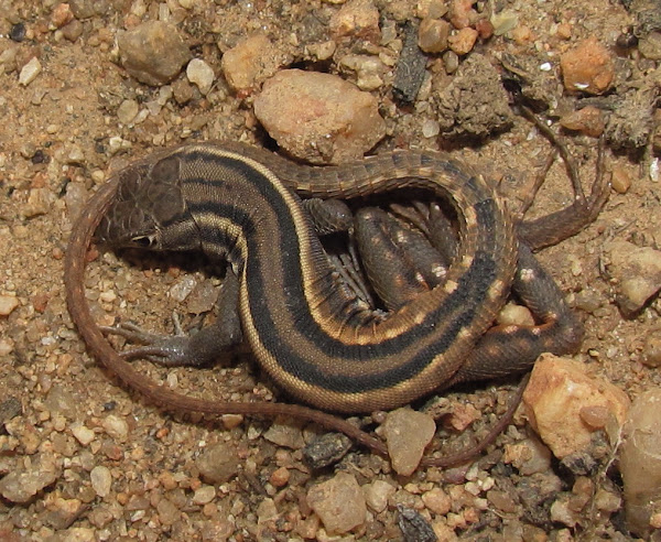 Namaqua Sand Lizard | Project Noah