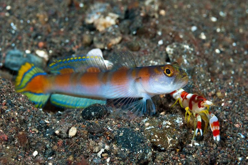 Flag-Tail Shrimp-Goby | Project Noah