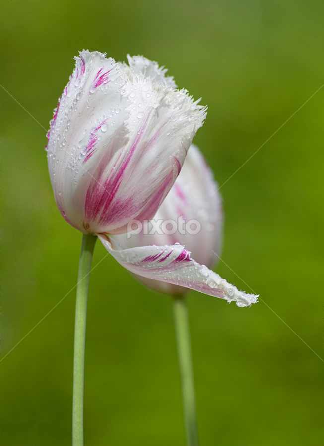 What Flowers Have Two Lips | Lipstutorial.org