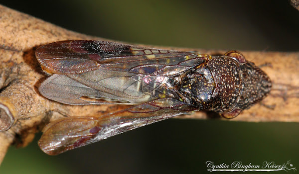 Glassy-winged Sharpshooter | Project Noah