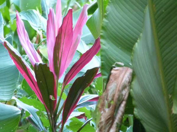 Ti plant | Project Noah