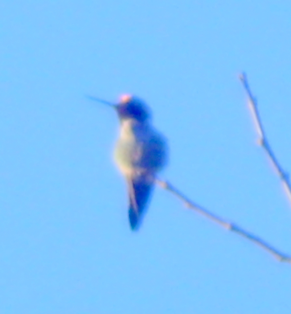 Anna's Hummingbird | Project Noah