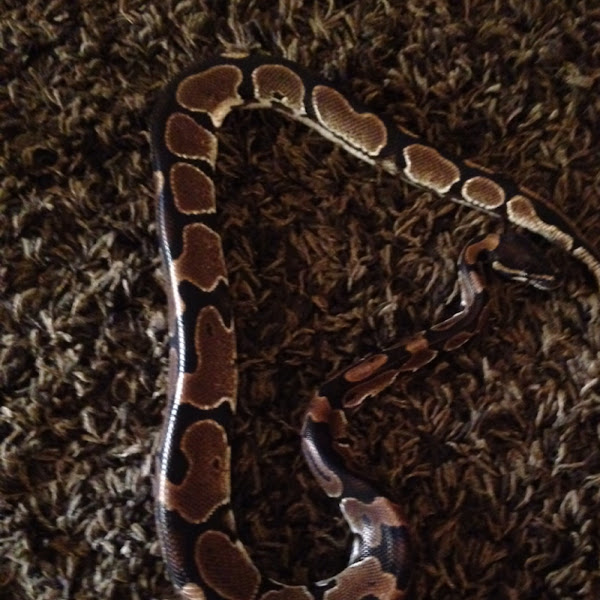 Ball Python | Project Noah