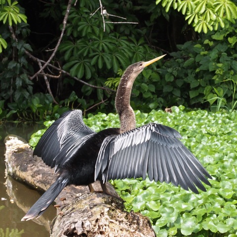 Anhinga or Snake Bird | Project Noah