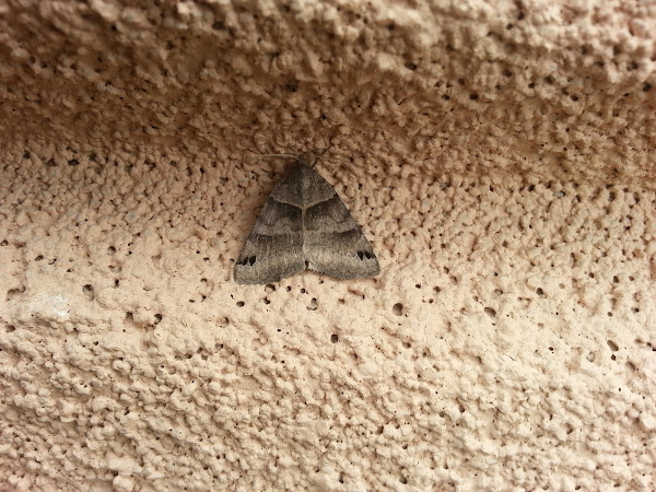 Large Gray Moth | Project Noah