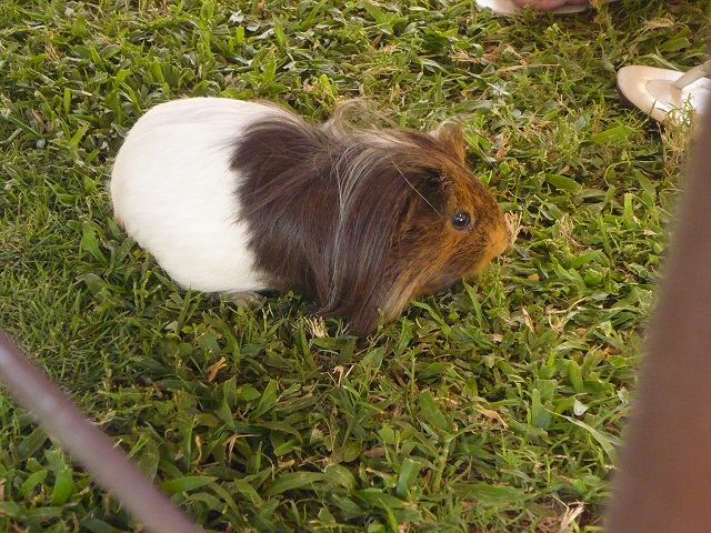 Cuyo Peruano