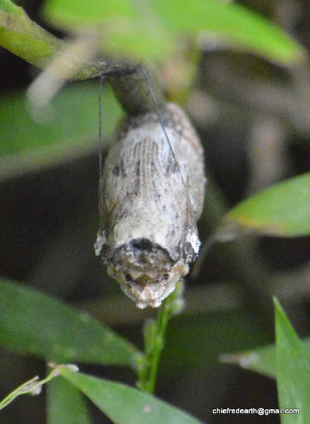 Common Mime caterpillar | Project Noah
