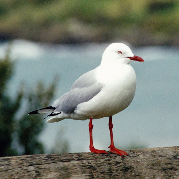 Silver Gull | Project Noah