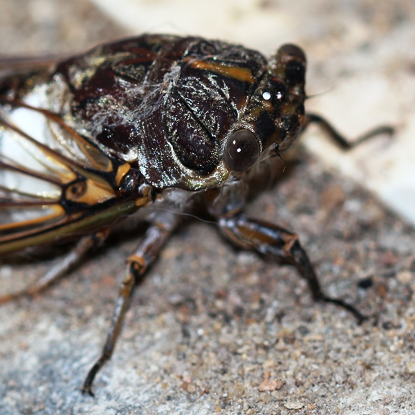 Floury Baker Cicada | Project Noah