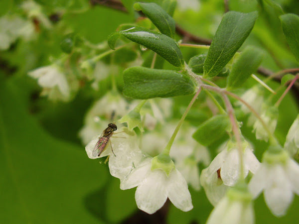 Deerberry | Project Noah