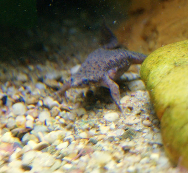 Congo Dwarf Clawed Frog | Project Noah