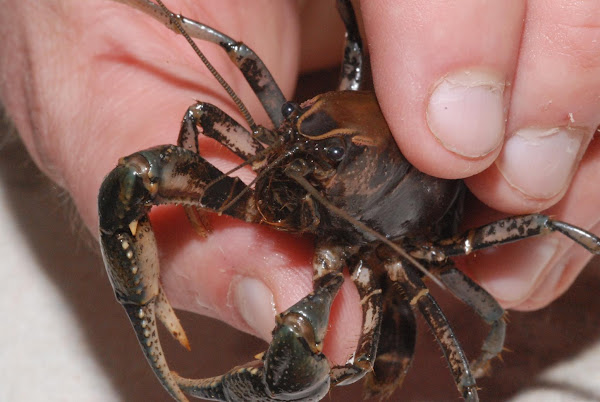 Prairie crayfish | Project Noah