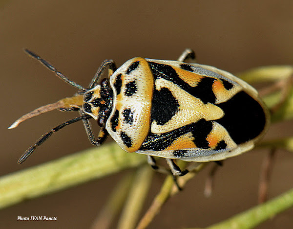 Eurydema ornata | Project Noah