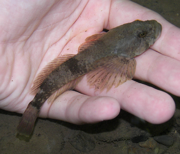 Slimy Sculpin | Project Noah