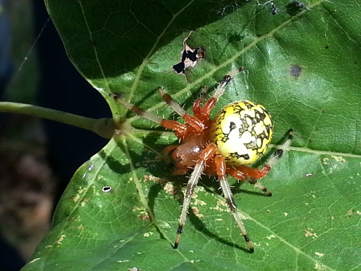 Marbled orbweaver | Project Noah