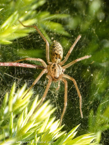 Dust spider | Project Noah