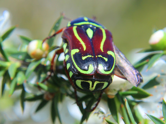 Fiddler beetle | Project Noah