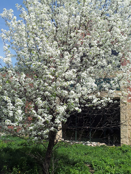 Bradford Pear Tree | Project Noah