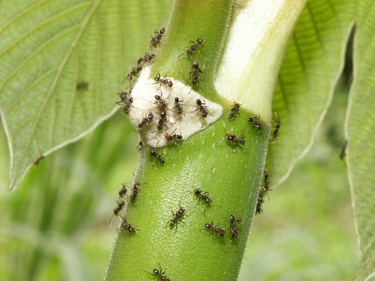 Aztec ants in Cecropia Tree | Project Noah