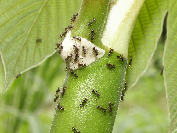 Aztec ants in Cecropia Tree | Project Noah