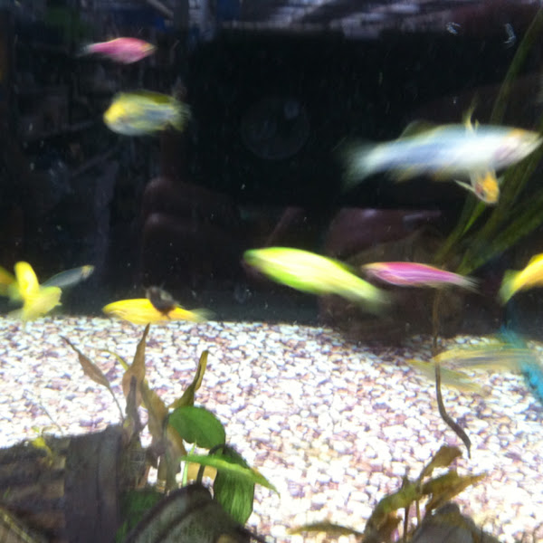 Glofish (genetically modified Zebra Danios) | Project Noah