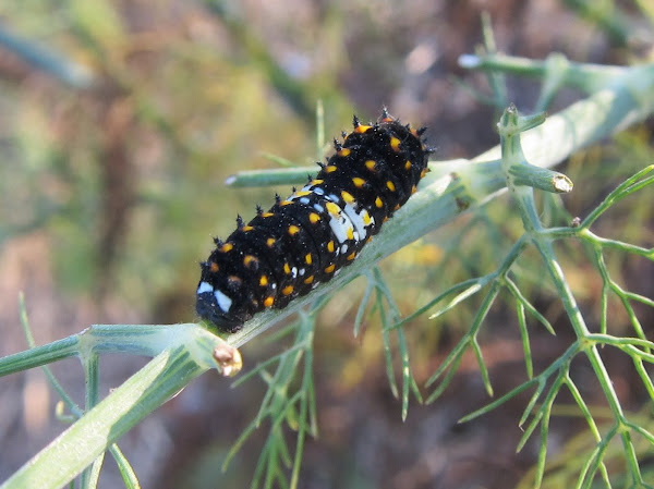 Anise Swallowtail 2nd instar larvae | Project Noah