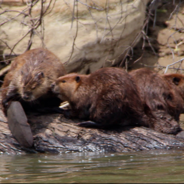 North American beaver | Project Noah