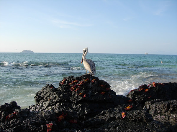 Cangrejo / zayapa. Sally lightfoot crab | Project Noah