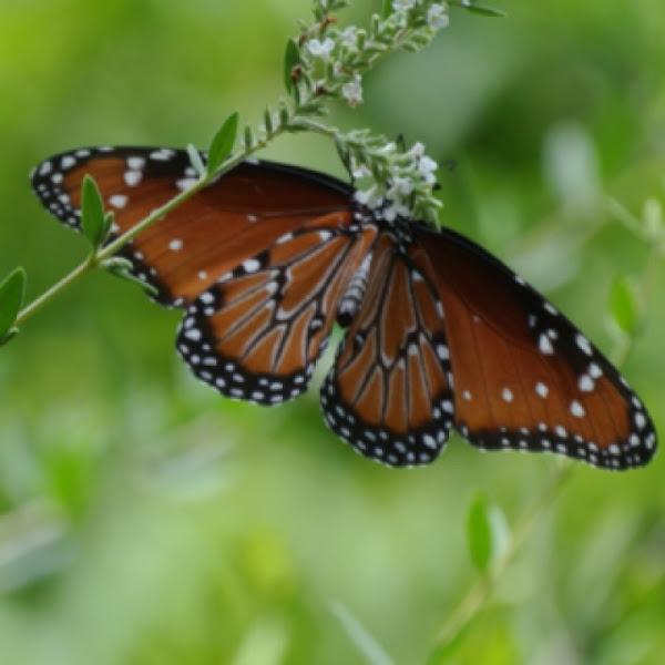 Queen Male | Project Noah